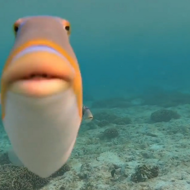 lua - Nixware.cc - Enjoy perfect performance